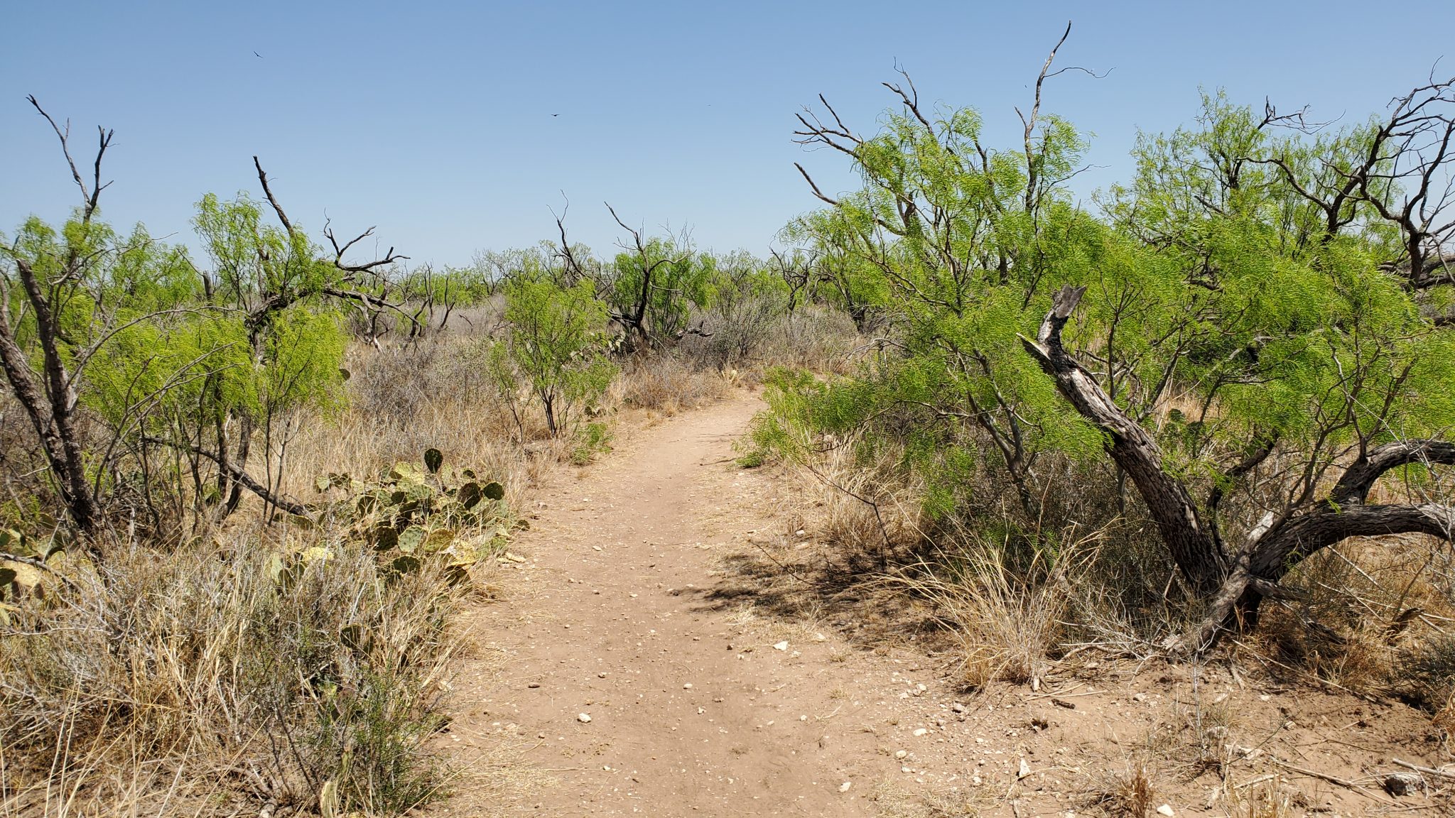 San Angelo State Park - Texas Trail Running